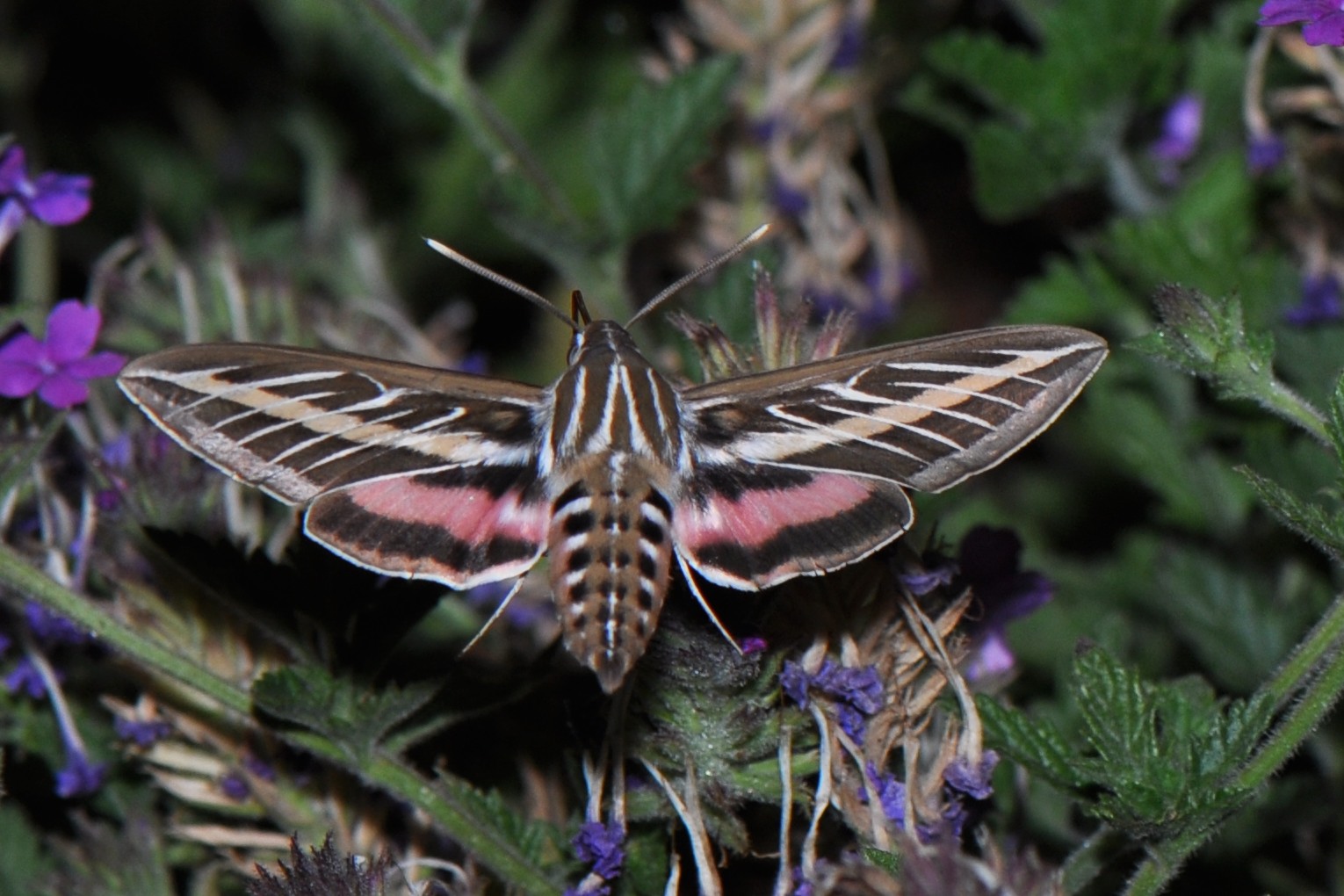 Davis, CA: Hawk moths in my yard in #DavisCA
