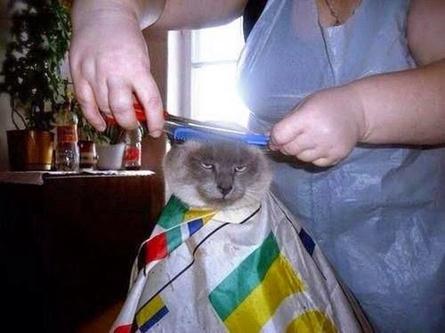 I Have Seen The Whole Of The Internet: Cat Getting A Haircut