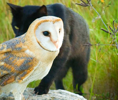 The Ardee Man: Cat and owl playing - Fum & Gebra - Perfect friendship!