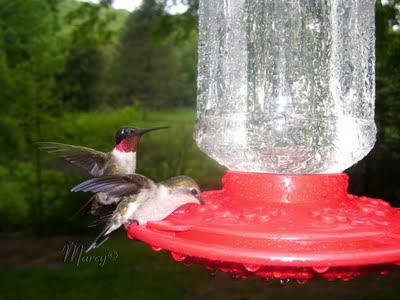 Nature Girl's Habitat: The Courtship And Mating Of Hummingbirds
