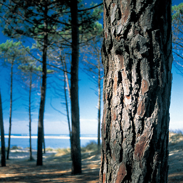 Turbine seu Cérebro: Pycnogenol / Flebon: o que é, como age e quais ...