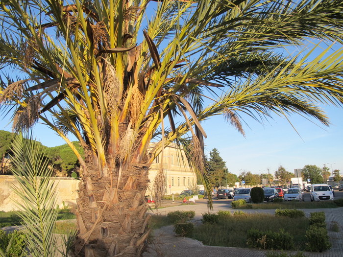 FLORA NEL SALENTO e.. anche altrove: Phoenix dactylifera L. - Arecaceae ...