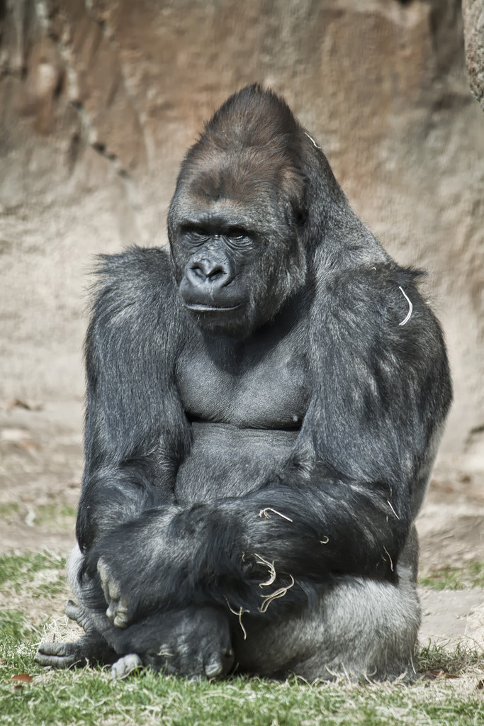 Ecofriendly: Gorilla