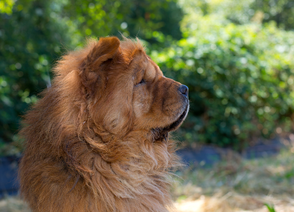 Shelter Dogs of Portland: "POOH BEAR" shy, charming, handsome (special ...