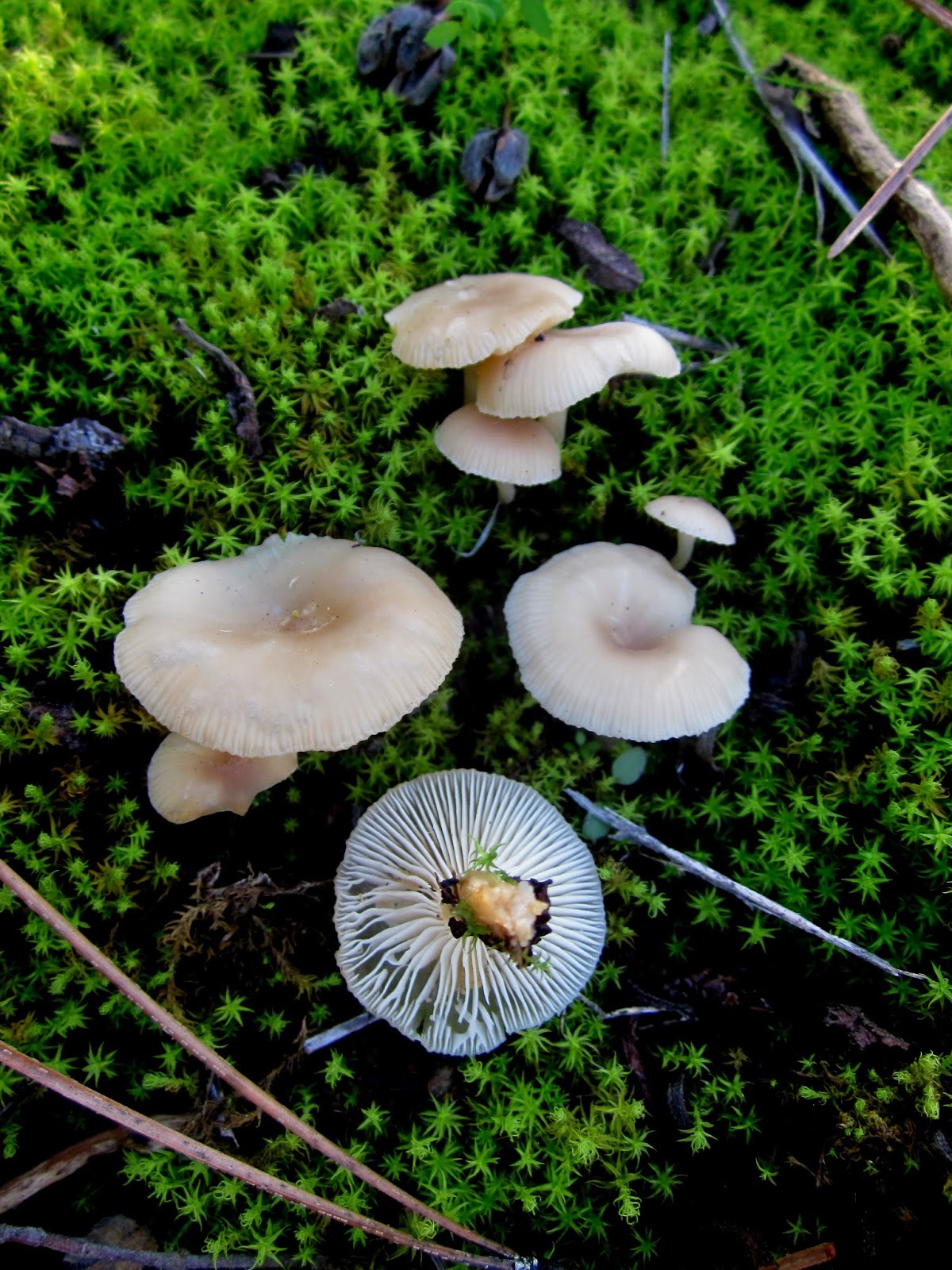 Biodiversity of Cyprus by NGO Protection of the Natural Heritage and ...