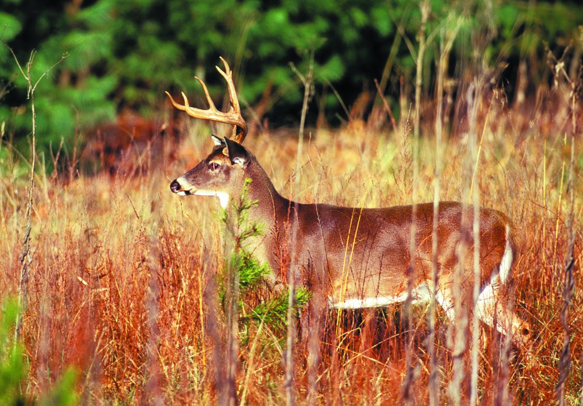 Plan Your Michigan Hunting Or Outdoor Adventure With Michigan DNR s Mi plan-your-michigan-hunting-or-outdoor-adventure-with-michigan-dnr-s-mi