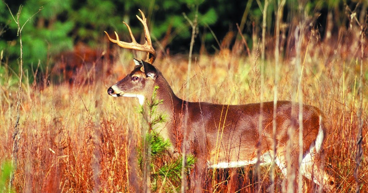 Plan your Michigan hunting or outdoor adventure with Michigan DNR’s Mi ...