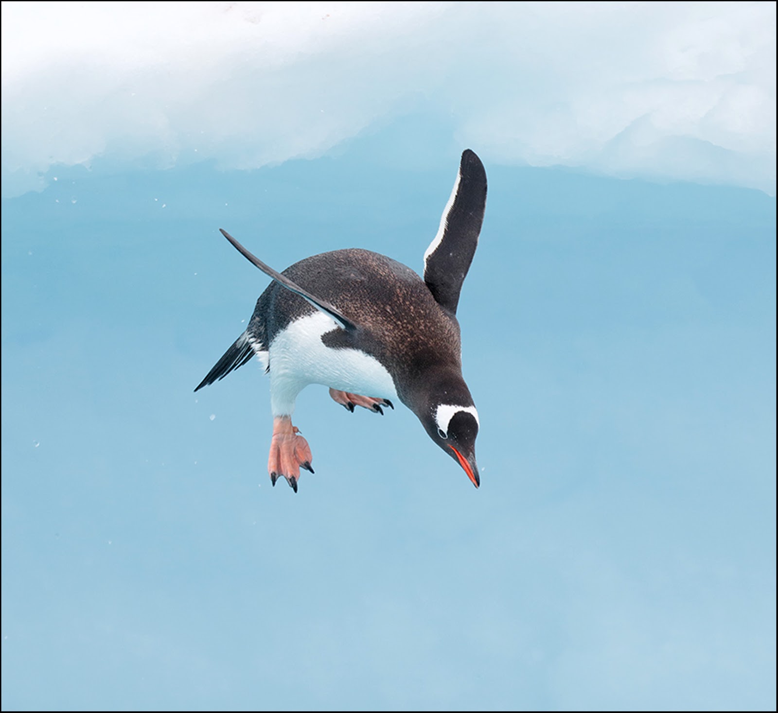 Buckles Blog: PENGUINS #10