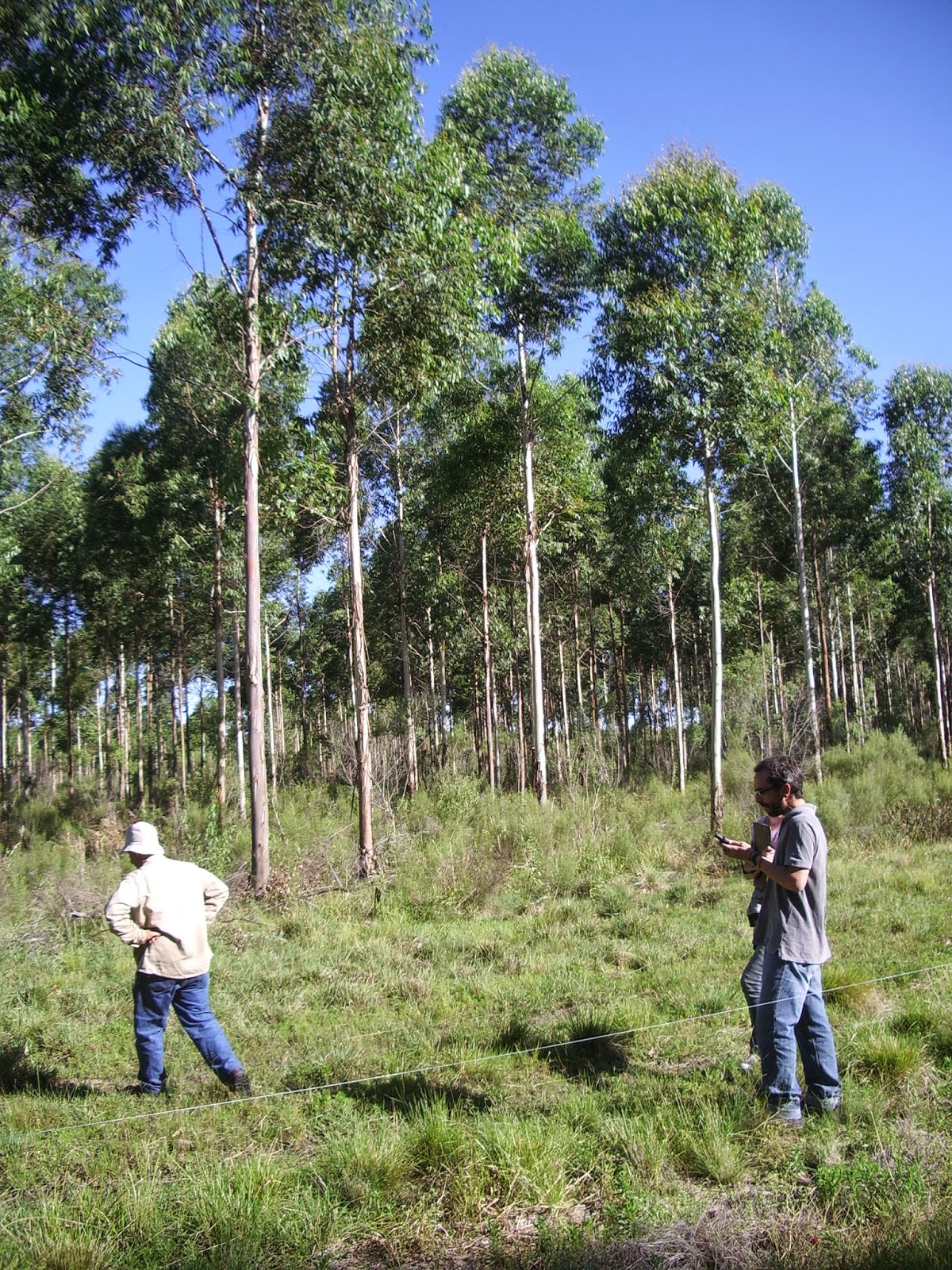 Entre Ríos Forestal: Inventario de Bosques Implantados de Entre Ríos