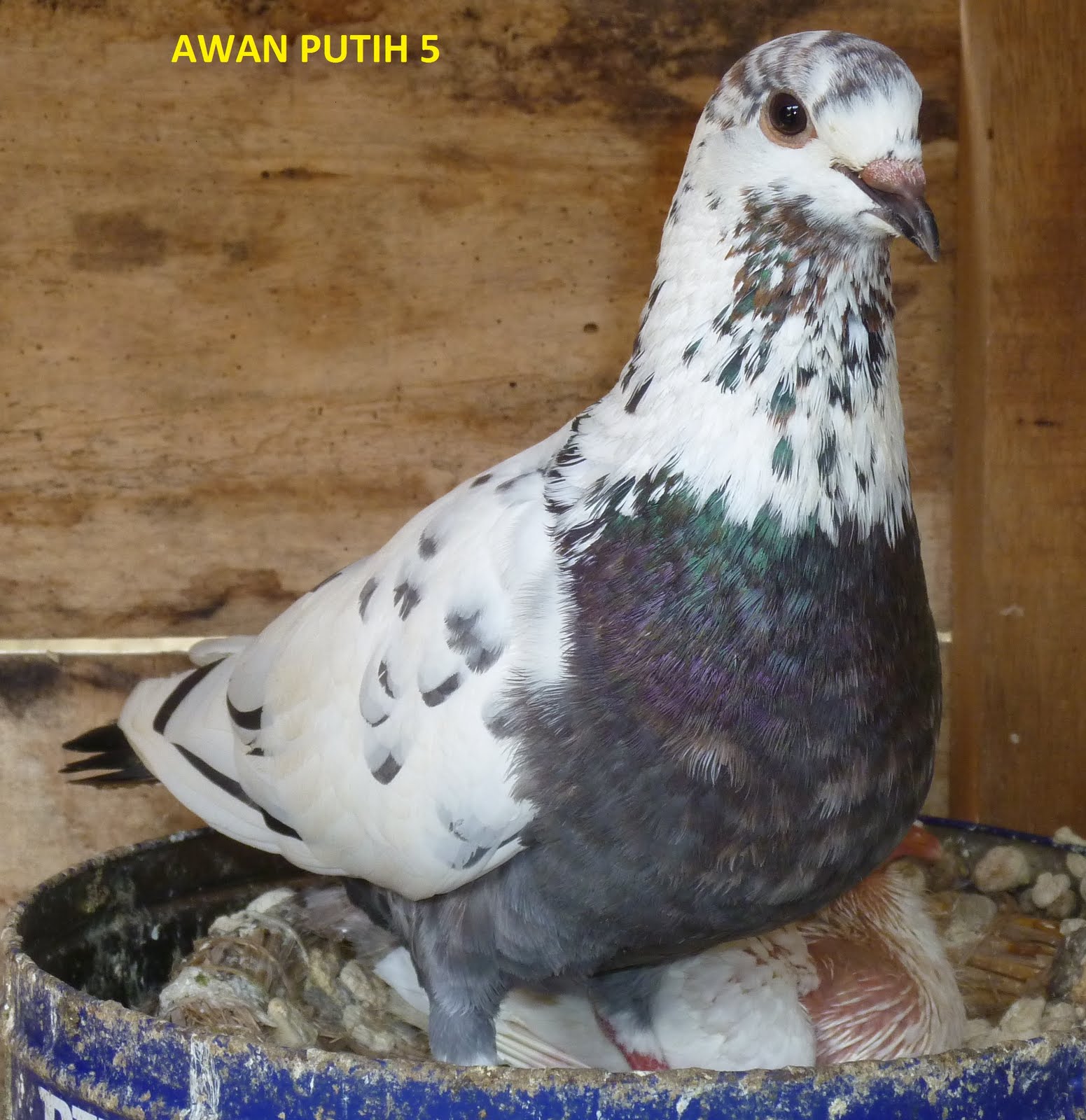 MERPATI BALAP TINGGIAN: AP 5_Jr Merpati Tinggian Blorok