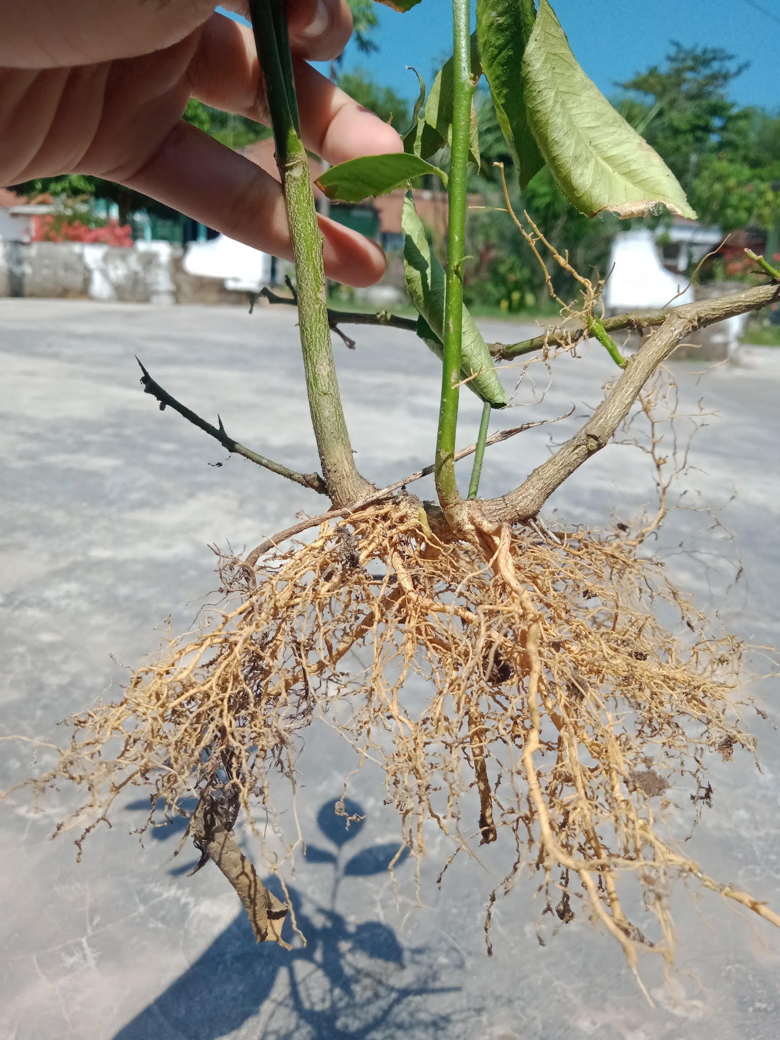 Morfologi dan Anatomi Organ Vegetatif Tanaman Jeruk Nipis (Citrus ...