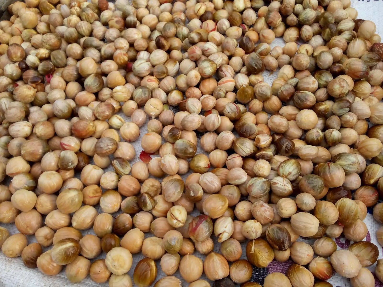 Penang Short Trip: Buah Pala (Nutmeg) - My Rainbow...