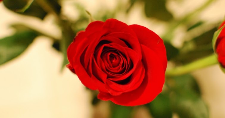 Red African Roses Growing in Kenya