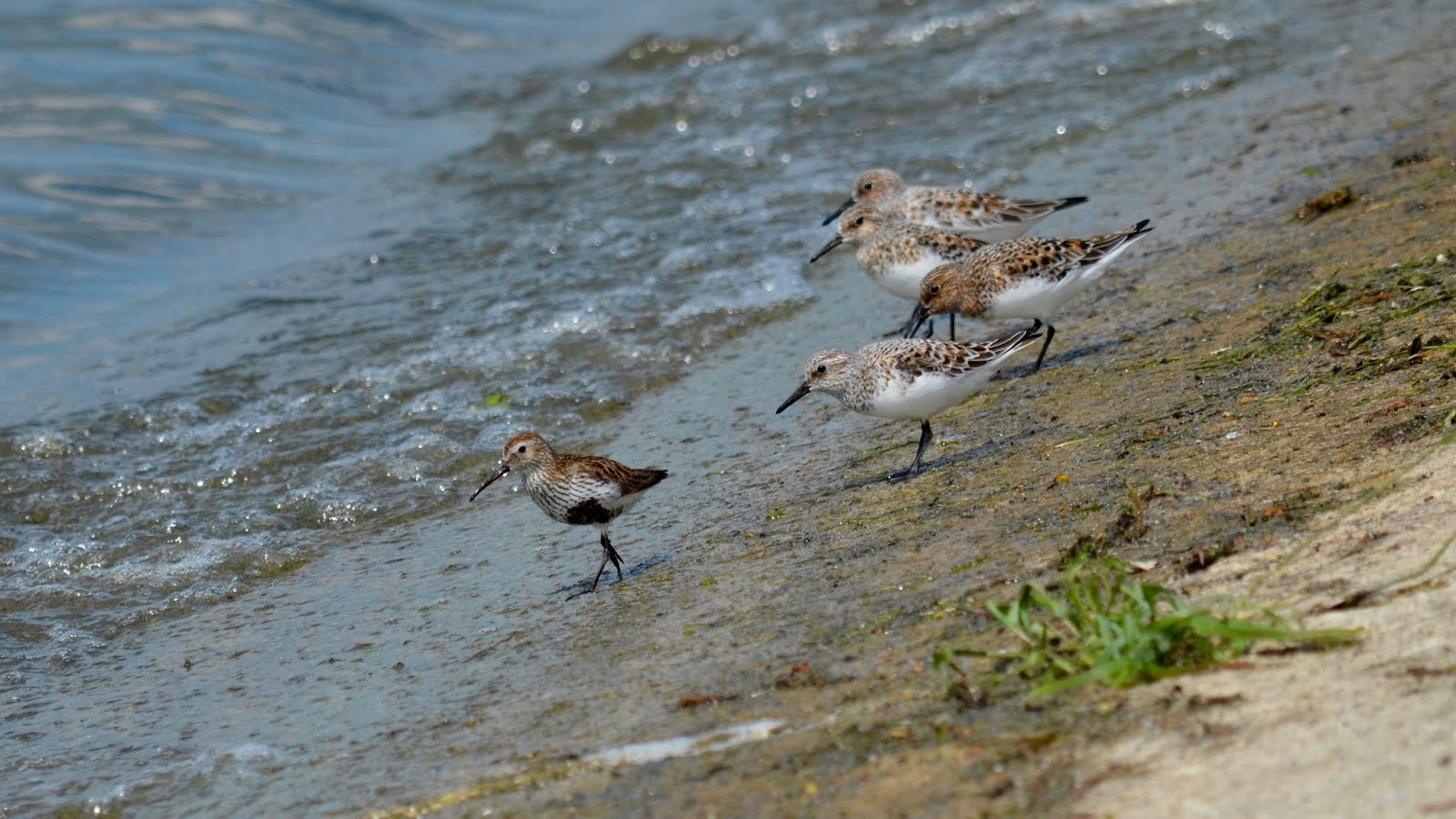 CAMBRIDGESHIRE BIRD CLUB GALLERY: Sanderling and Dunlin