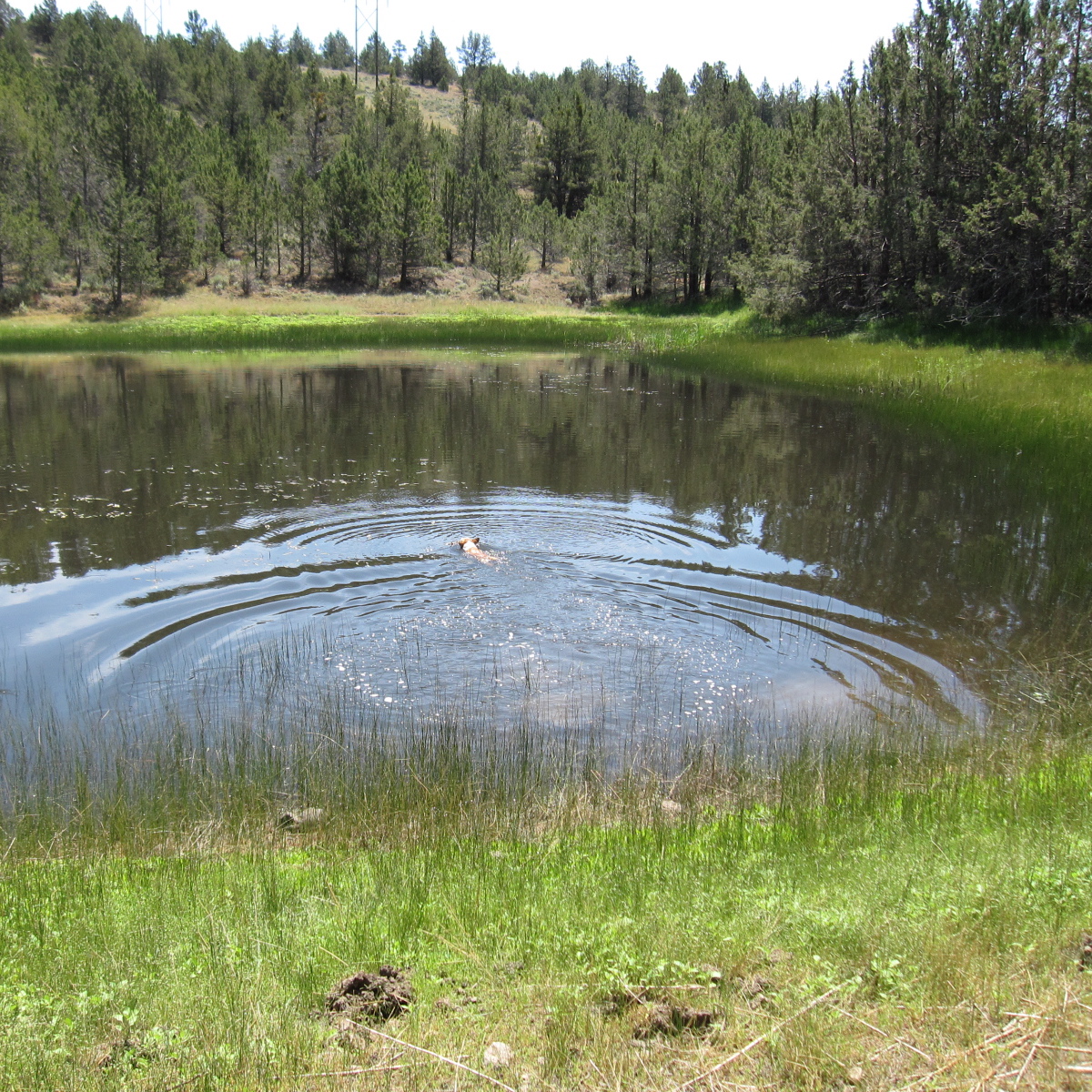 An Austin Homestead: Travel Log: Cow Ponds