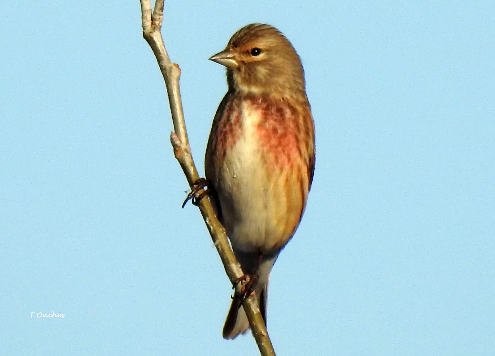 PASARI DIN ROMANIA: CANEPAR (Pietrusel), Linaria cannabina