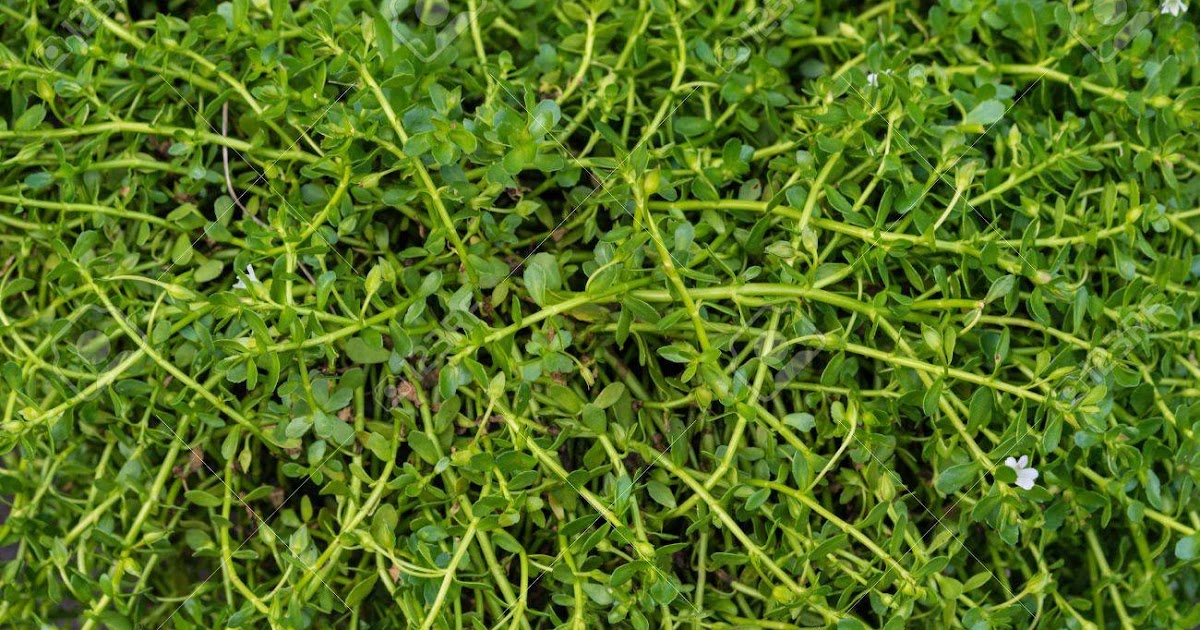 shiatoshi: Bramhi: Herbal plant, Description, Growing tips & Its uses