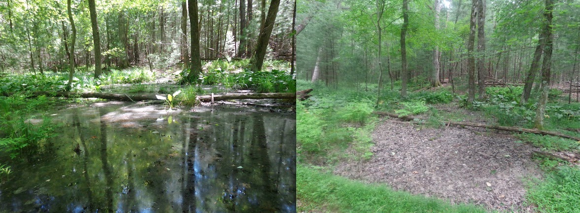 A Kid's Guide to Exploring Nature: Vernal Pools: Spring to Summer