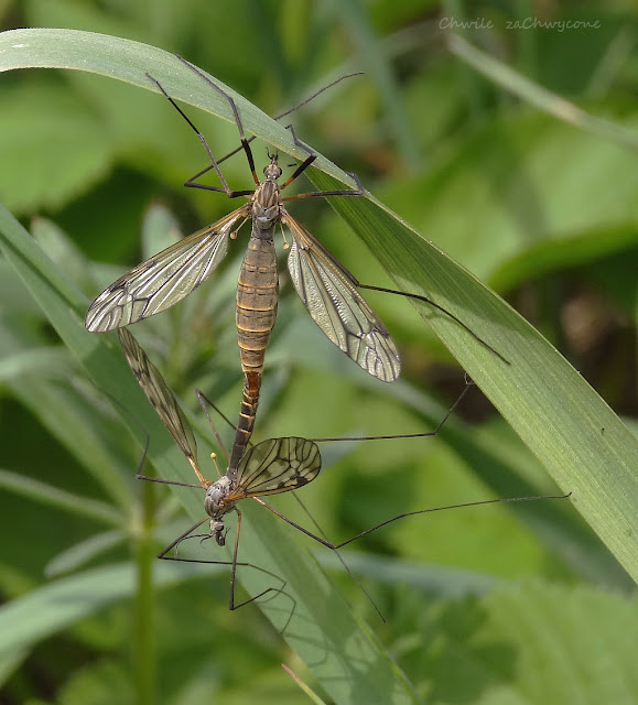 Chwile zaChwycone: Komarnice i amory