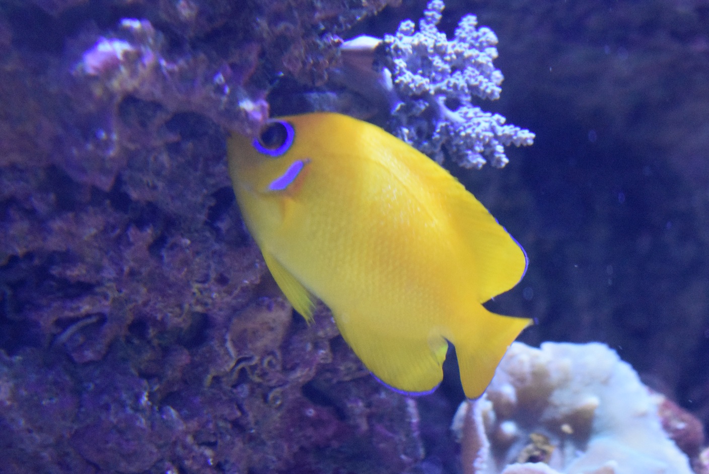 ZOOTOGRAFIANDO (6.100 ANIMALS): PEZ ÁNGEL LIMÓN / LEMONPEEL ANGELFISH ...