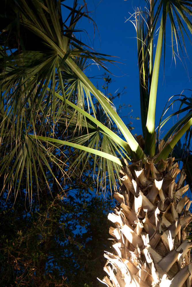Hannah's Photography: Palm Tree and Maddi