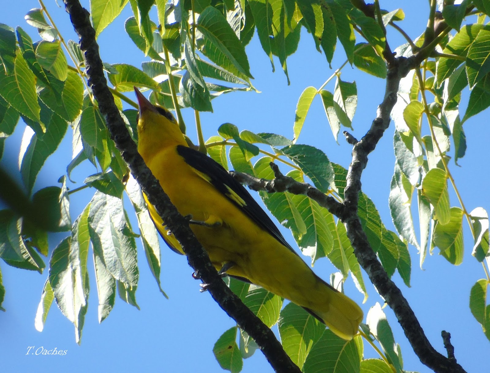 PASARI DIN ROMANIA: GRANGUR, Oriolus oriolus