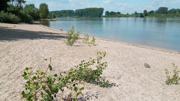 Die Highlandbärchen: Gernsheim am Rhein