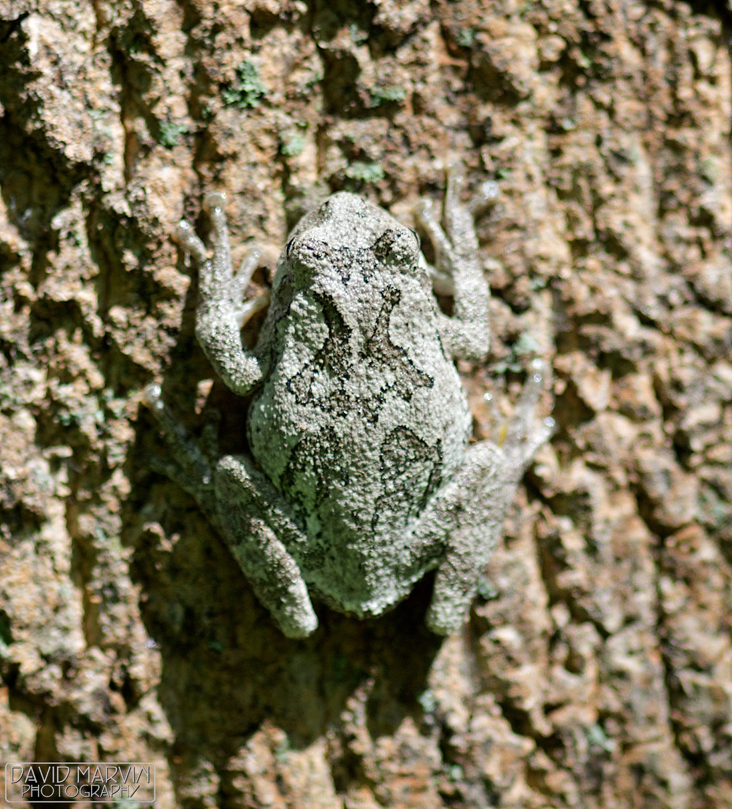 David Marvin Photography - Lansing, Michigan: Sneaky Tree Frog