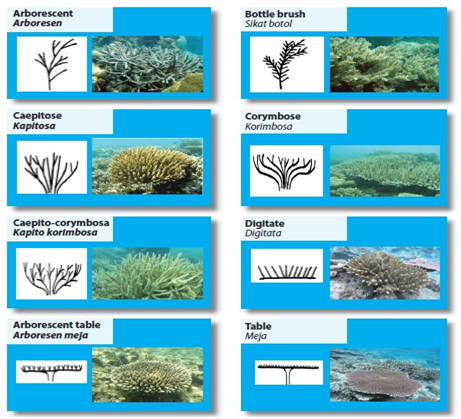 Deskripsi tentang Terumbu karang | Science Media