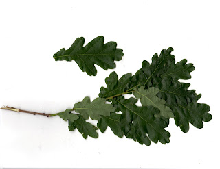 Eden By The Bay: Street Trees Through the Seasons - Upright English Oak