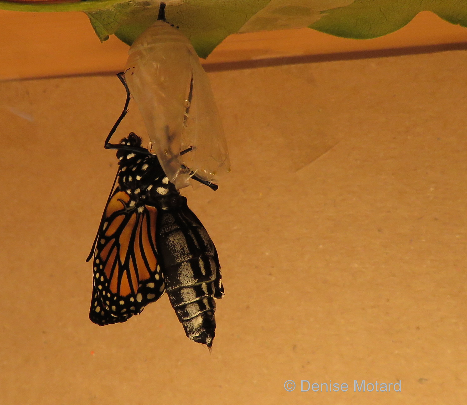 PHOTOS OF MONARCH BUTTERFLIES EMERGING