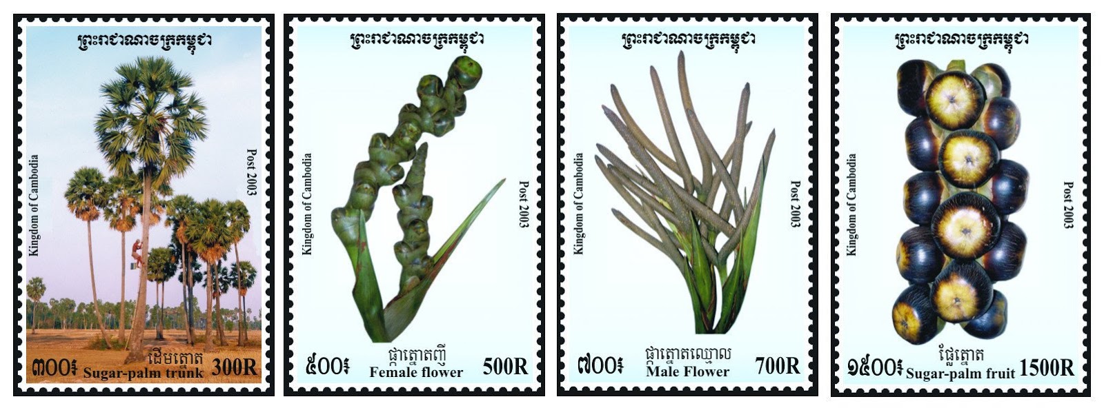 Sugar palm tree - National Khmer icon