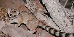 francisco lavin: BABISURI