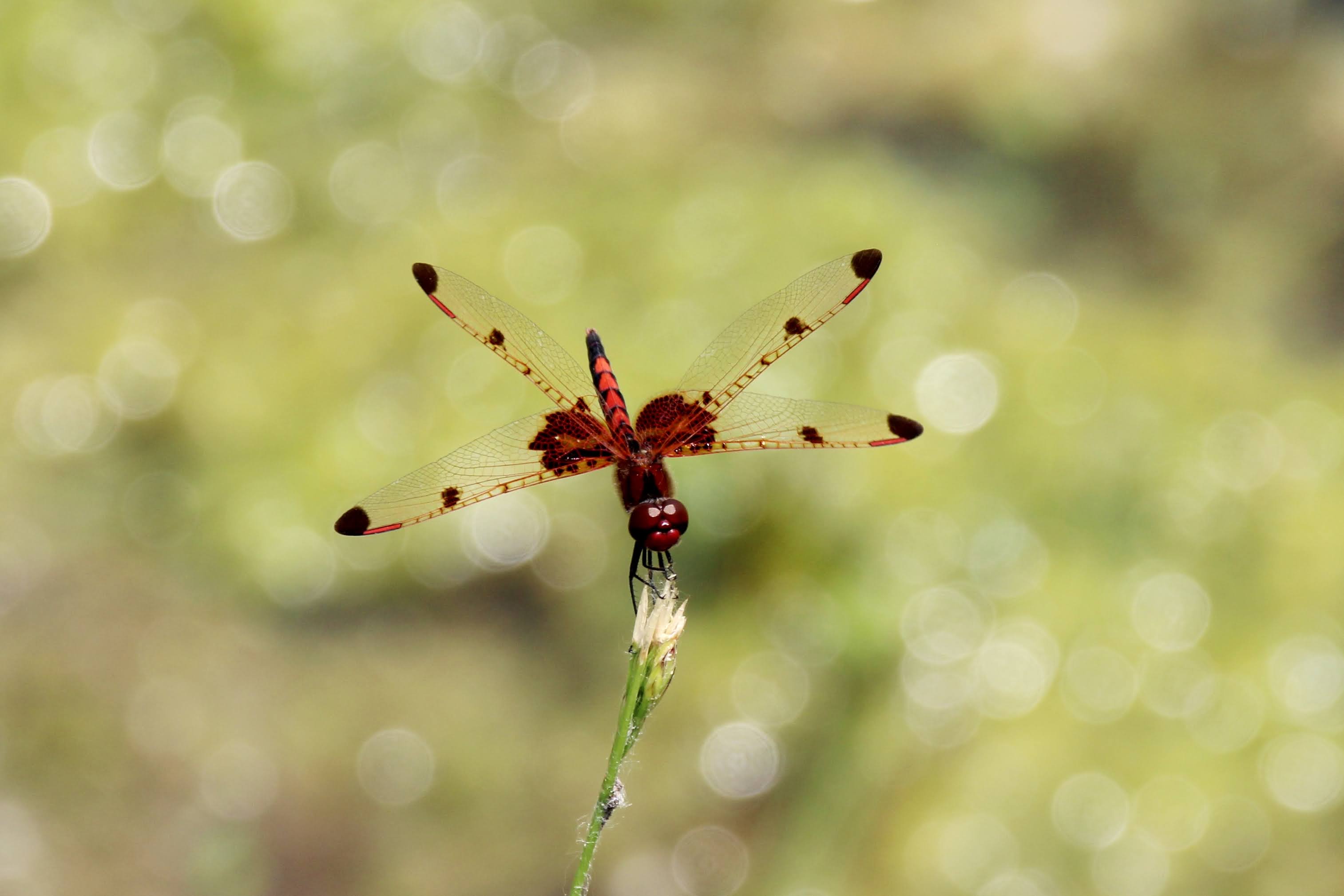 To Behold the Beauty: The Dragonflies Are Back!