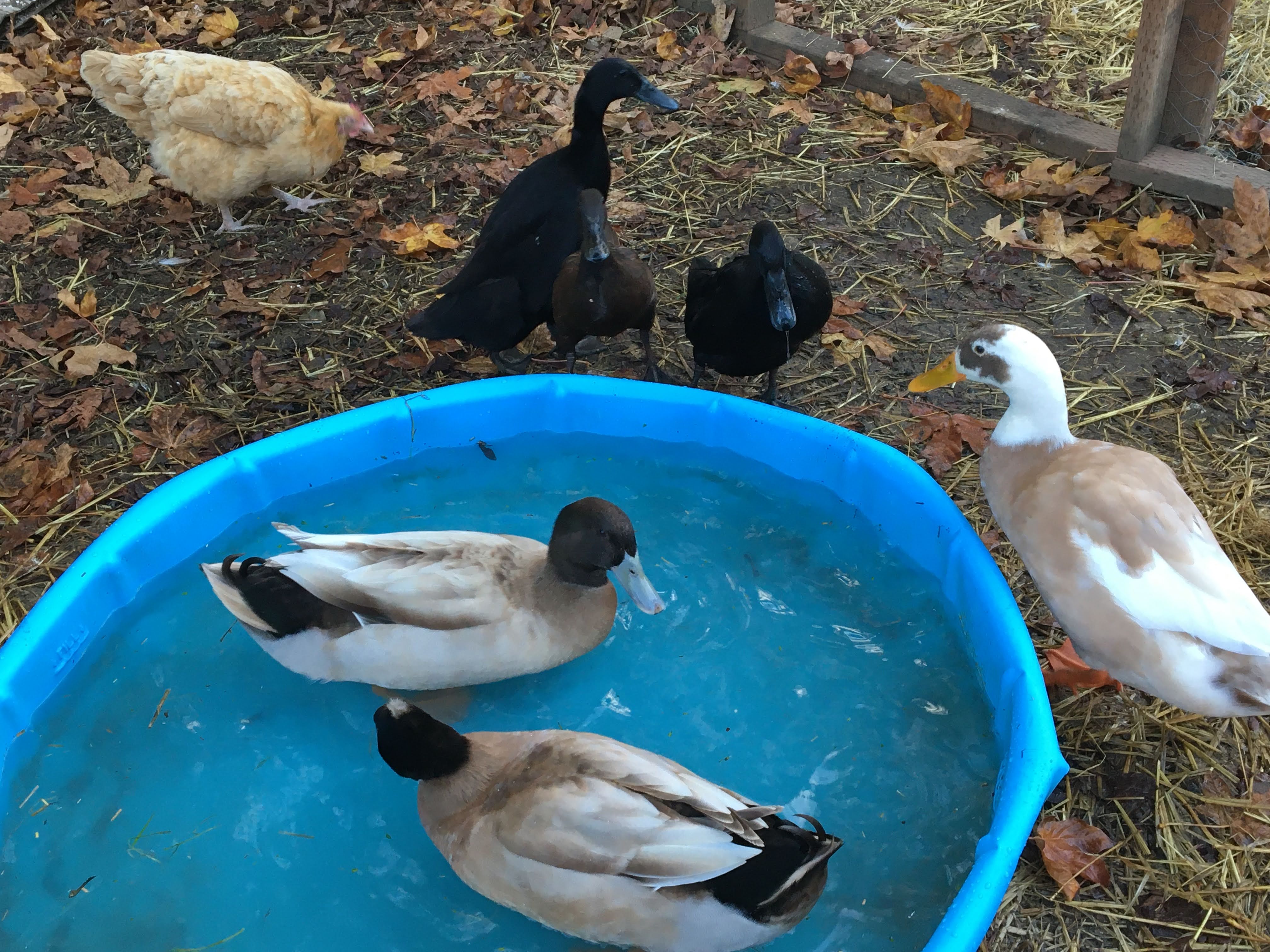Boys Meet Girls: Bringing Three Female Ducks Into Our Flock