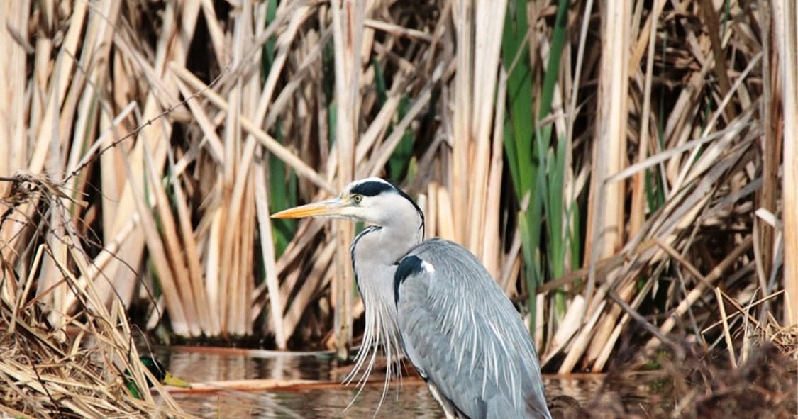Contes d' Animals: EL BERNAT PESCAIRE