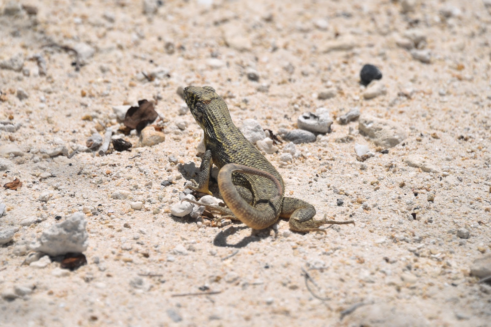 Visions From Key West
