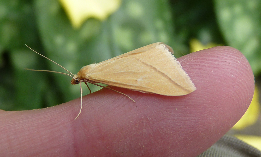 Cambs Moth Gallery
