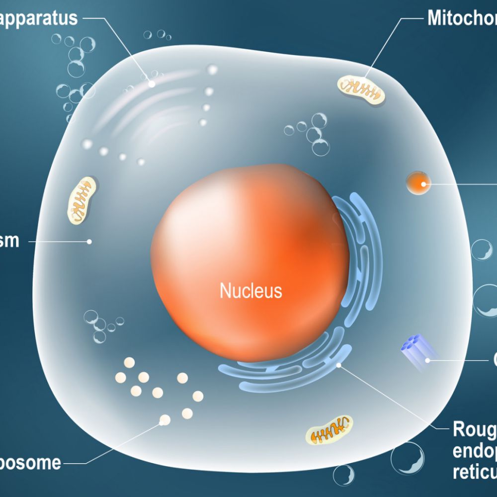 CELL STRUCTURE DEFINITION FUNCTION DIAGRAM THEORY CURIOUS FACTS cell-structure-definition-function-diagram-theory-curious-facts
