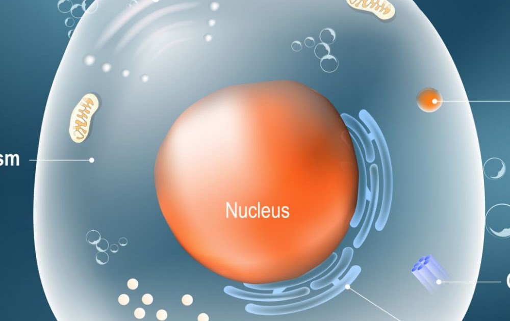 CELL STRUCTURE DEFINITION FUNCTION DIAGRAM THEORY CURIOUS FACTS CELL STRUCTURE DEFINITION FUNCTION DIAGRAM THEORY CURIOUS FACTS