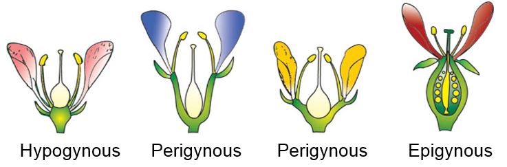 Morphology of Flowering Plants - Notes | Class 11 | Part 4: The Flower ...