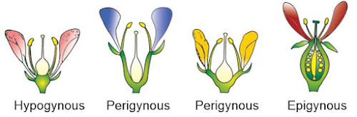Morphology of Flowering Plants - Notes | Class 11 | Part 4: The Flower ...