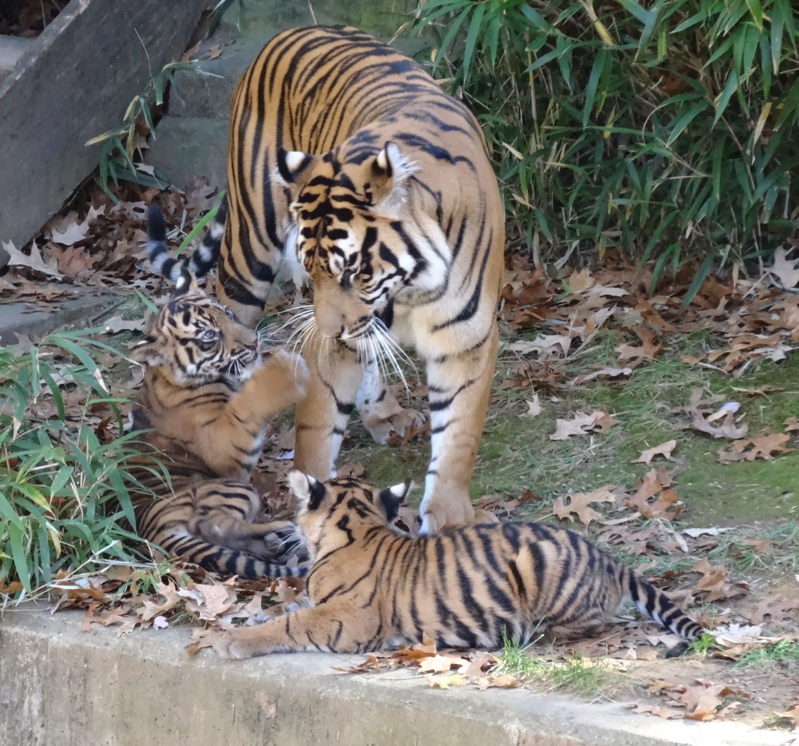 Love, Joy and Peas: Cute Tiger Cubs Playing (Photos)