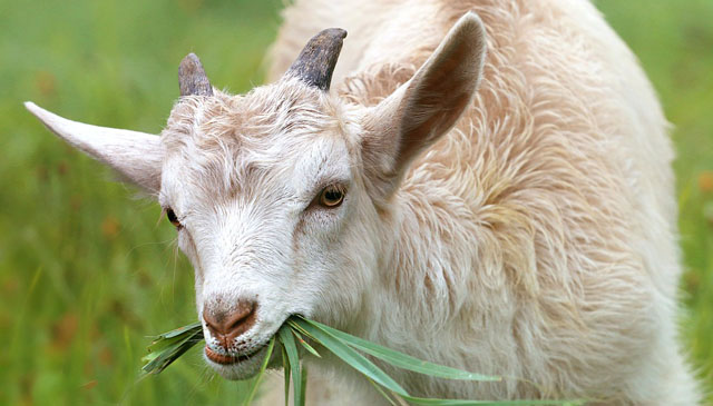 Ternyata Benar Tai Kambing Rasa Cokelat Ketika Jatuh Cinta | Blogger ...