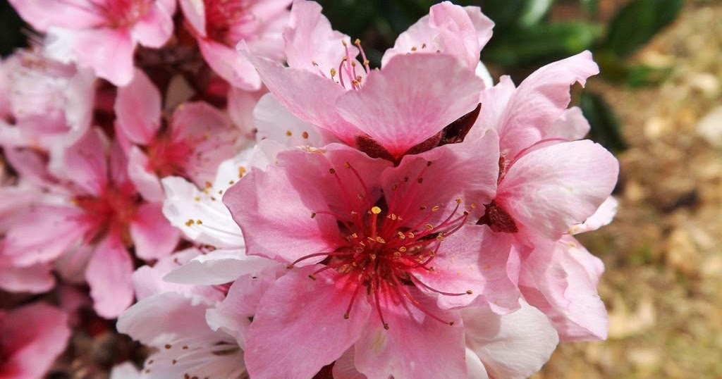 MARIETTE'S BACK TO BASICS: {Our Bonfire Prunus Persica - Patio Peach}