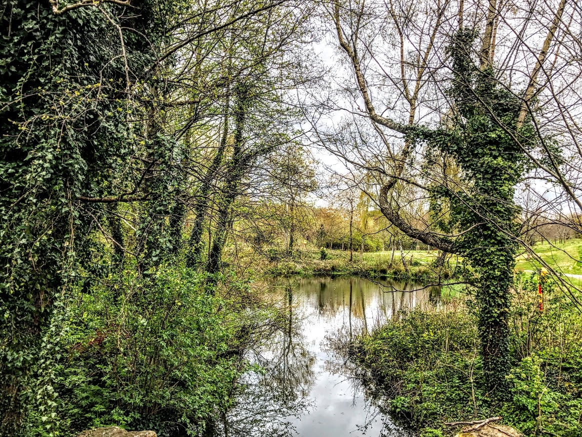 Patrick Comerford: A walk through woodlands in Tymon Park with its ...