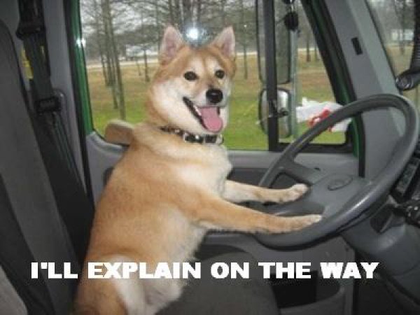 Don In Real Life: Animals Driving Cars: A Chronological Pictorial, Part 2