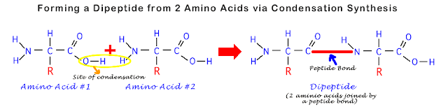 The BioLogs: CAPE 1: Proteins