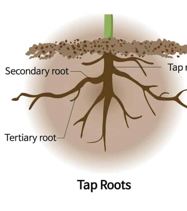 what is Root System its Types, regions and root modification | study ...