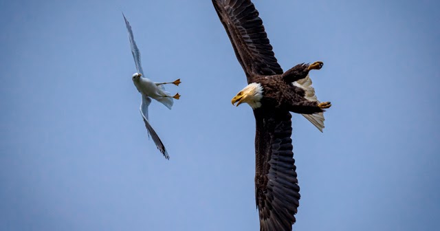 Wayne Towriss Photography: SEAGULL ATTACK